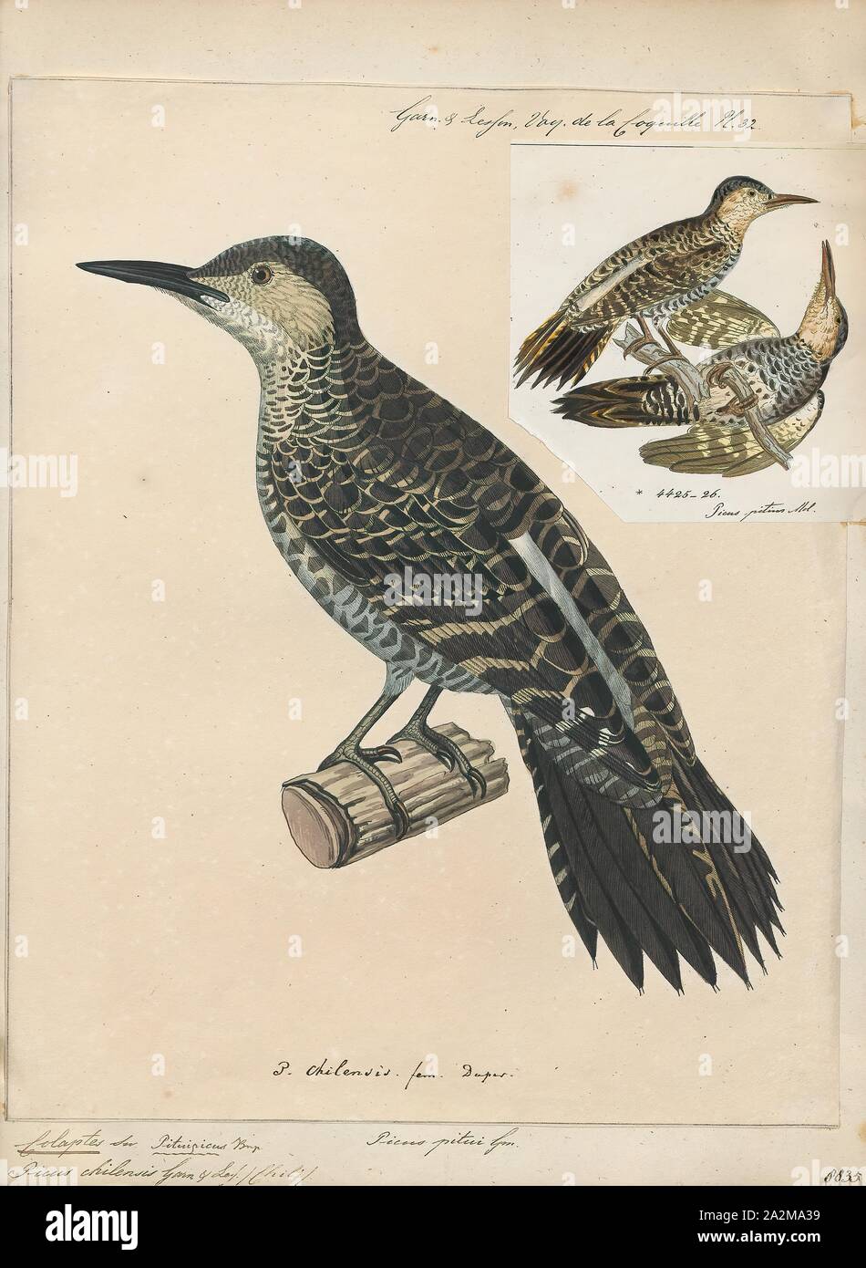 Colaptes chilensis, Print, Colaptes is a genus of birds in the ...