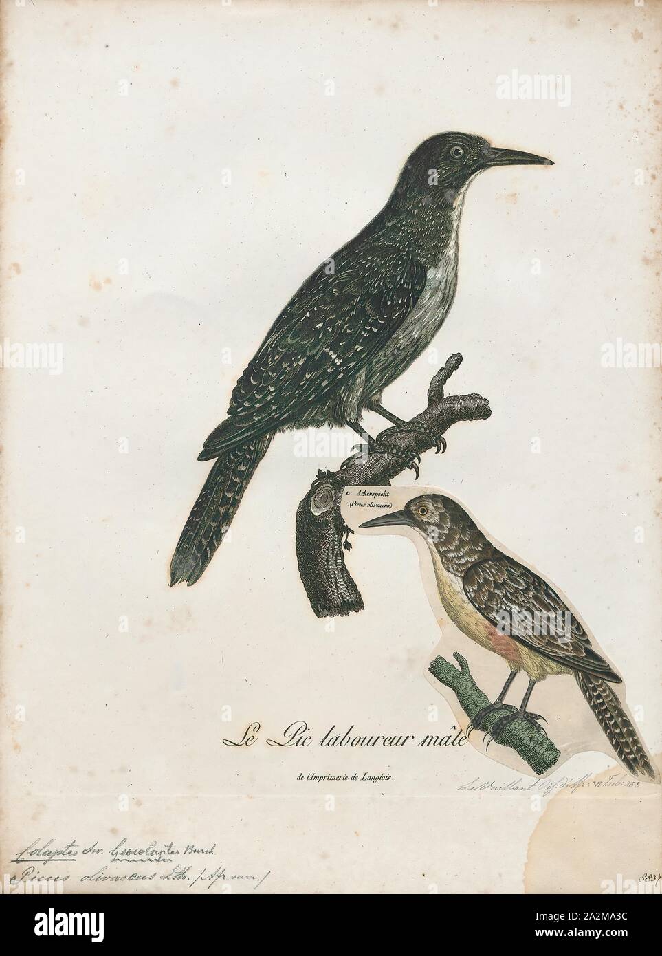 Colaptes olivaceus, Print, Colaptes is a genus of birds in the ...