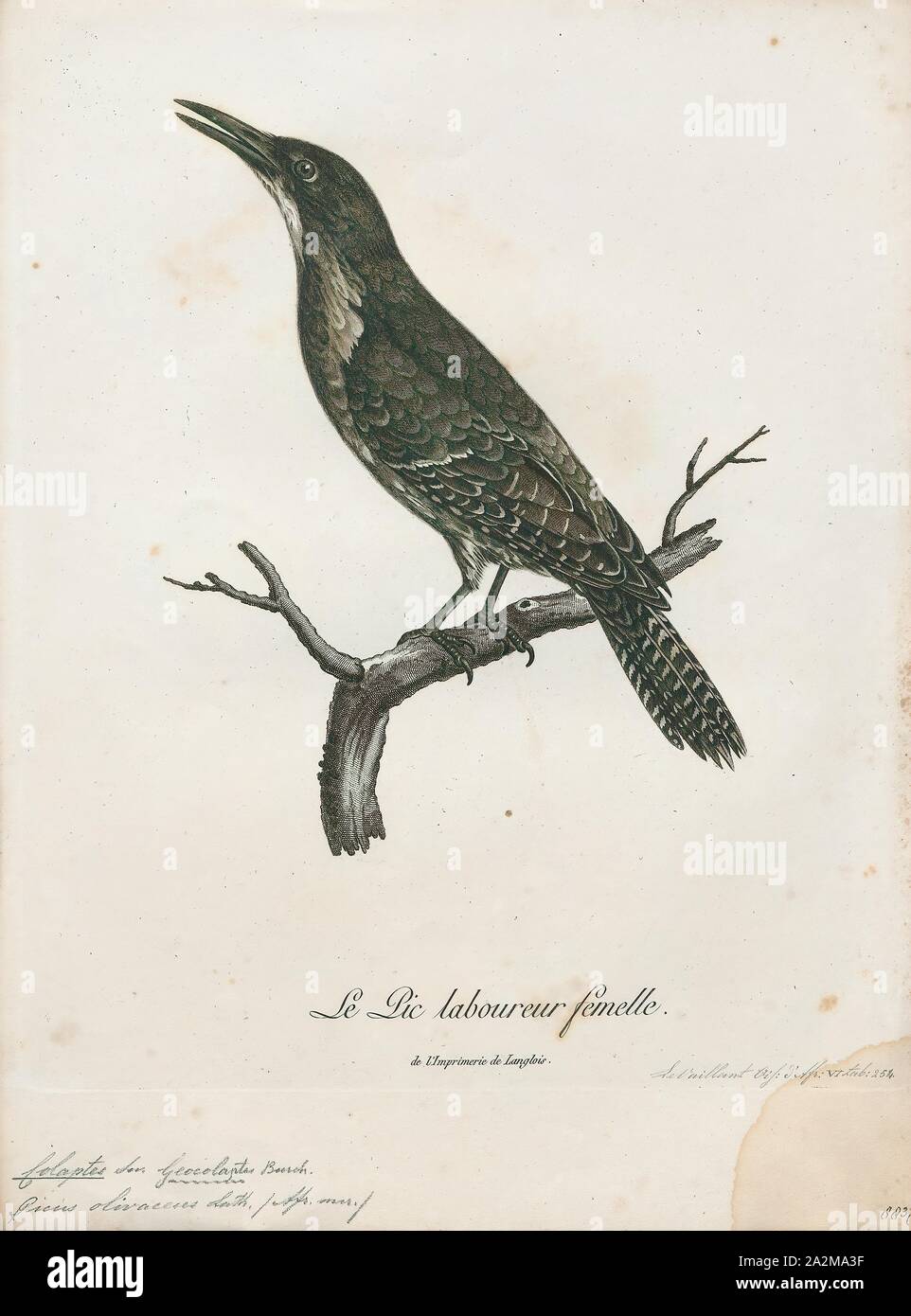 Colaptes olivaceus, Print, Colaptes is a genus of birds in the ...