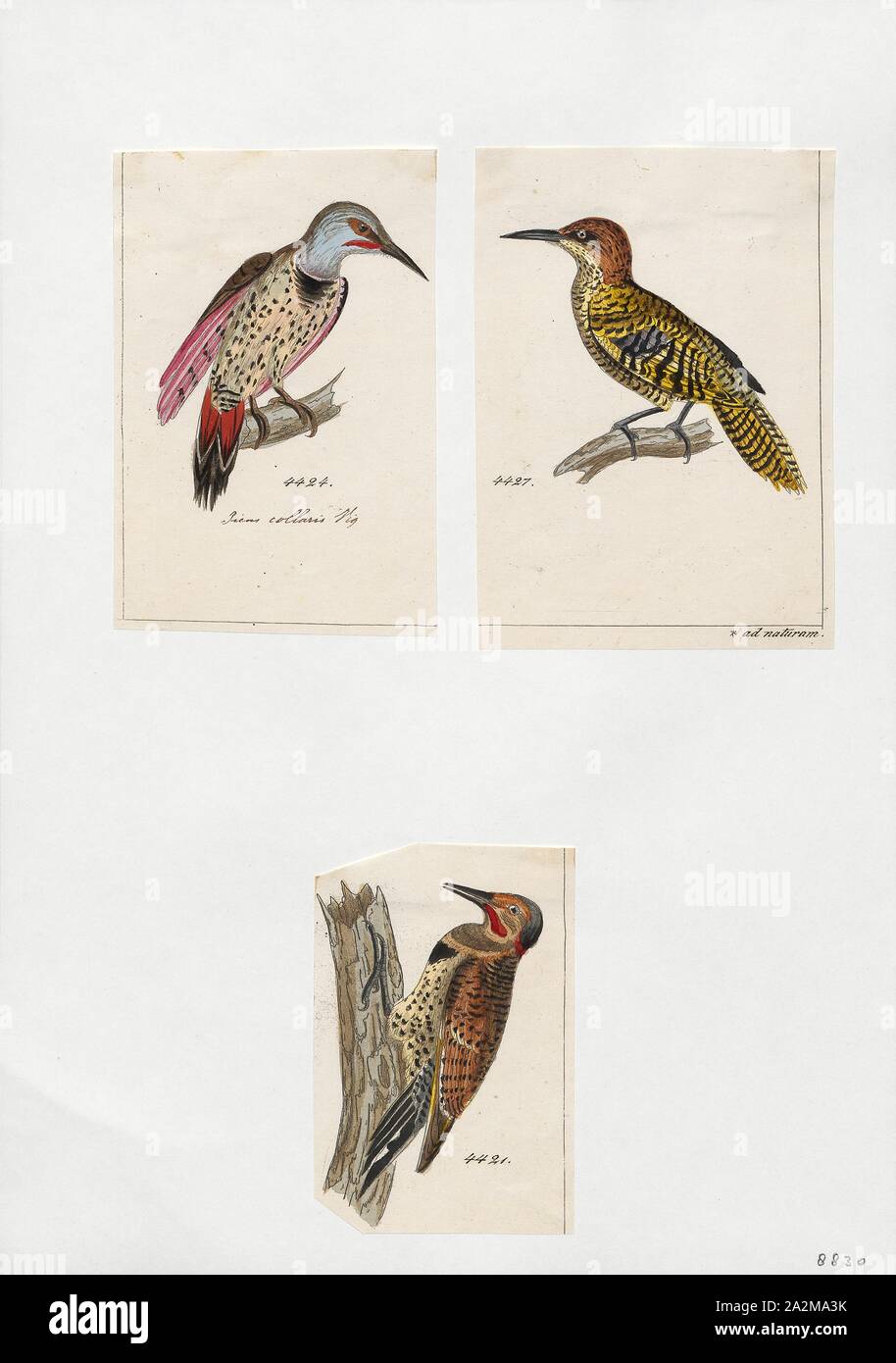 Colaptes spec., Print, Colaptes is a genus of birds in the woodpecker ...