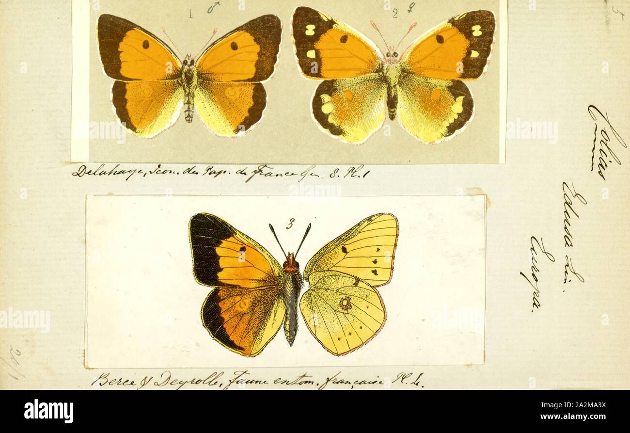 Coliadinae hi-res stock photography and images - Alamy