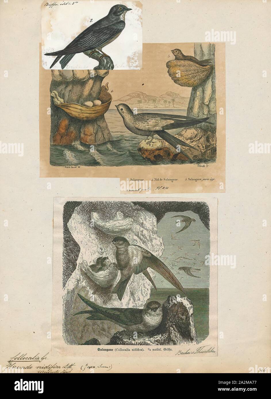 Species termed hi-res stock photography and images - Alamy