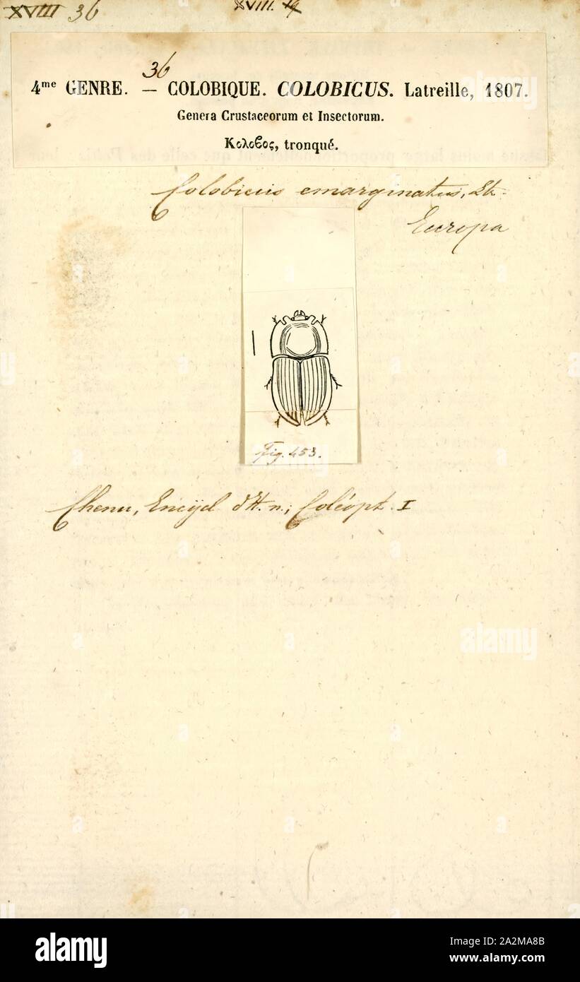 Colobicus, Print, Colobicus is a genus of cylindrical bark beetles in ...