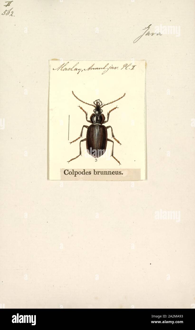 Colpodes hi-res stock photography and images - Alamy