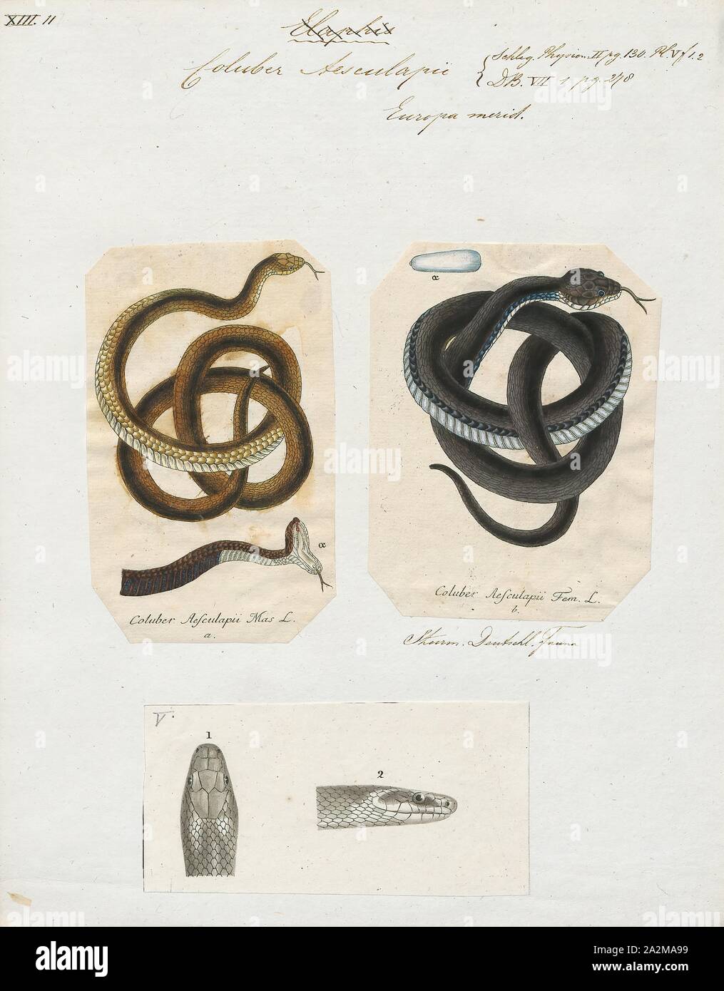 Coluber aesculapii, Print, Eastern racer, The eastern racer (Coluber ...
