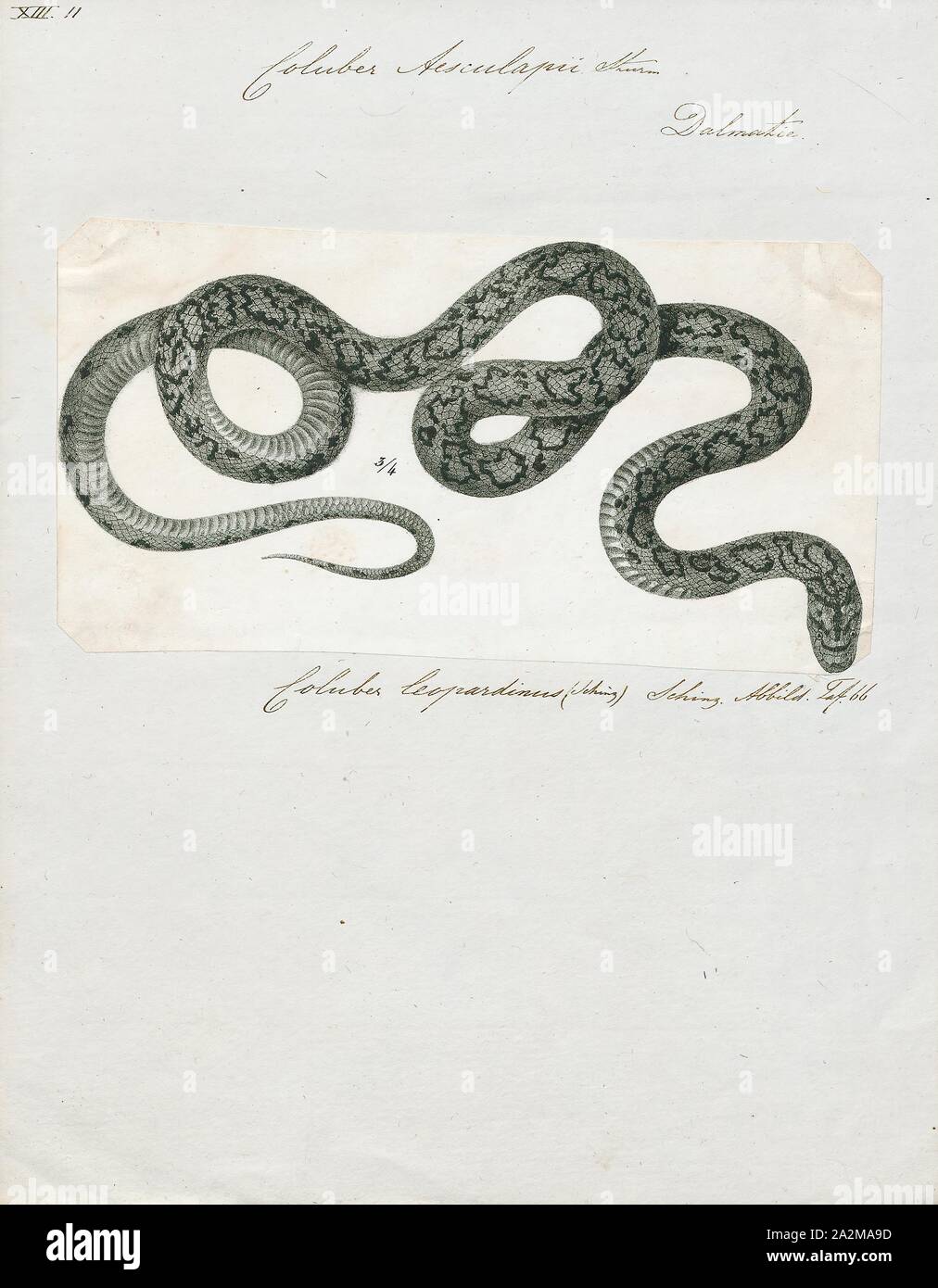 Coluber aesculapii, Print, Eastern racer, The eastern racer (Coluber ...