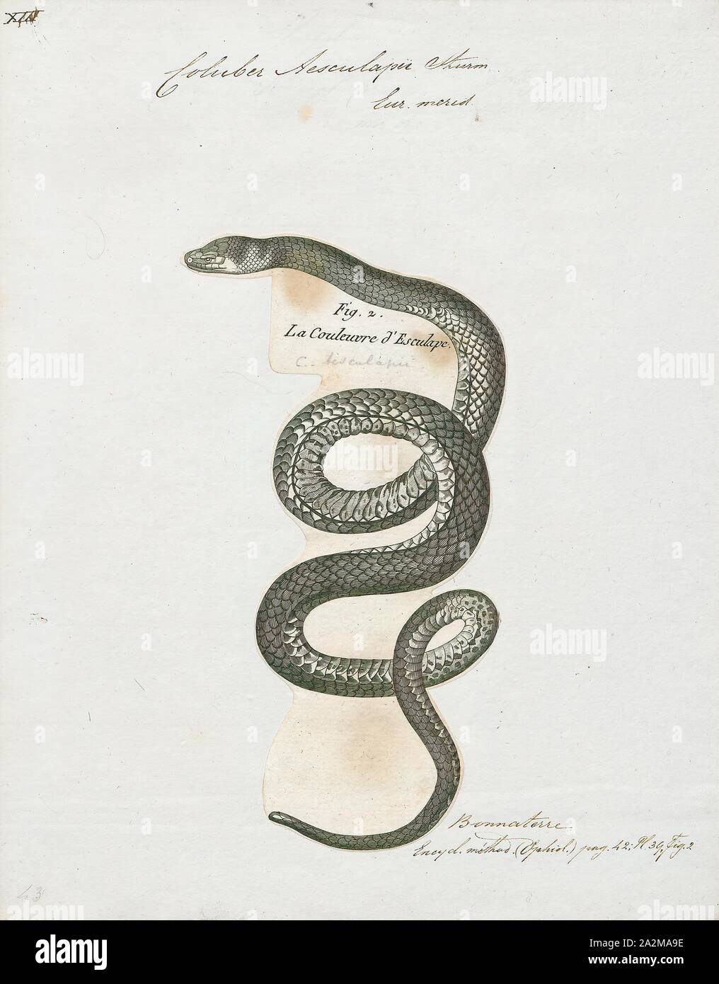 Coluber aesculapii, Print, Eastern racer, The eastern racer (Coluber ...