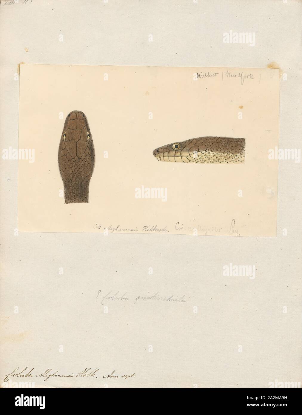 Coluber alleghaniensis hi-res stock photography and images - Alamy