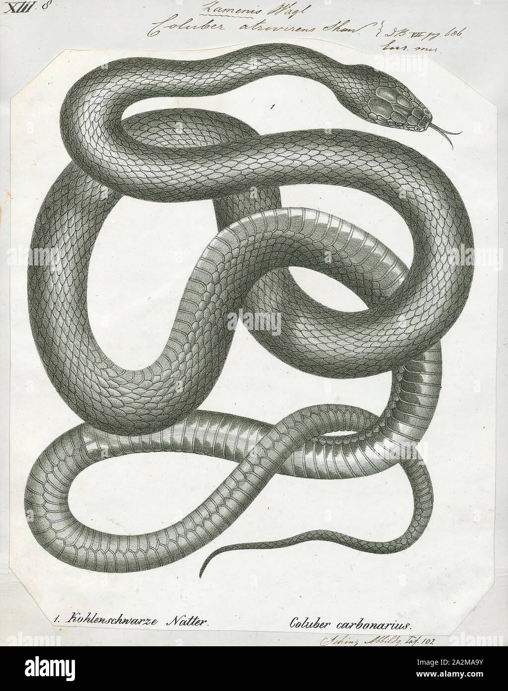 Coluber atrovirens, Print, Eastern racer, The eastern racer (Coluber ...