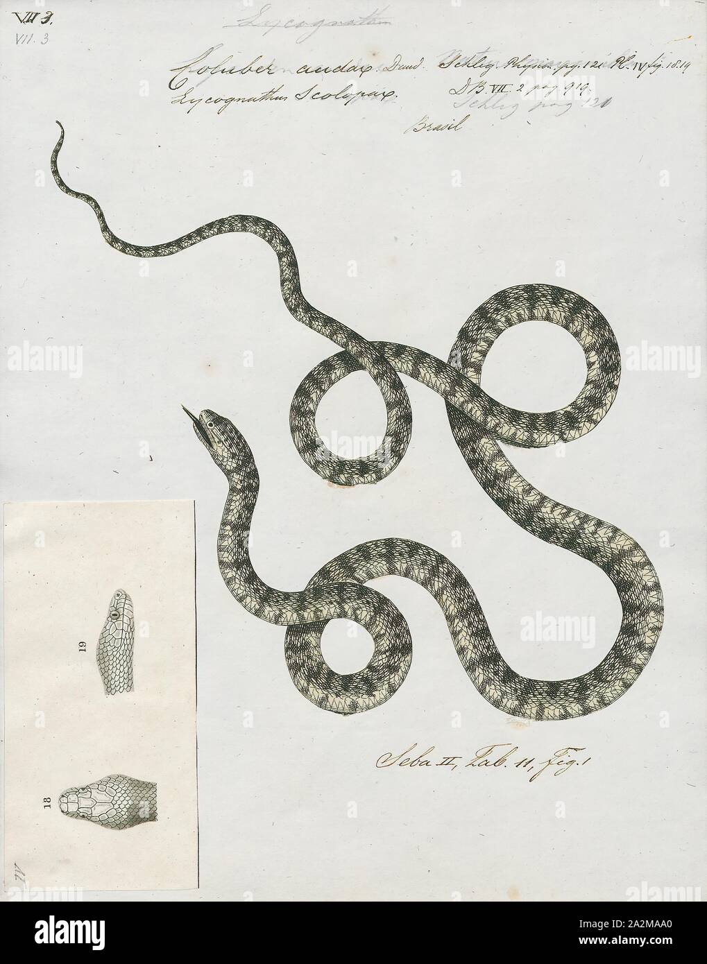 Coluber audax, Print, Eastern racer, The eastern racer (Coluber ...