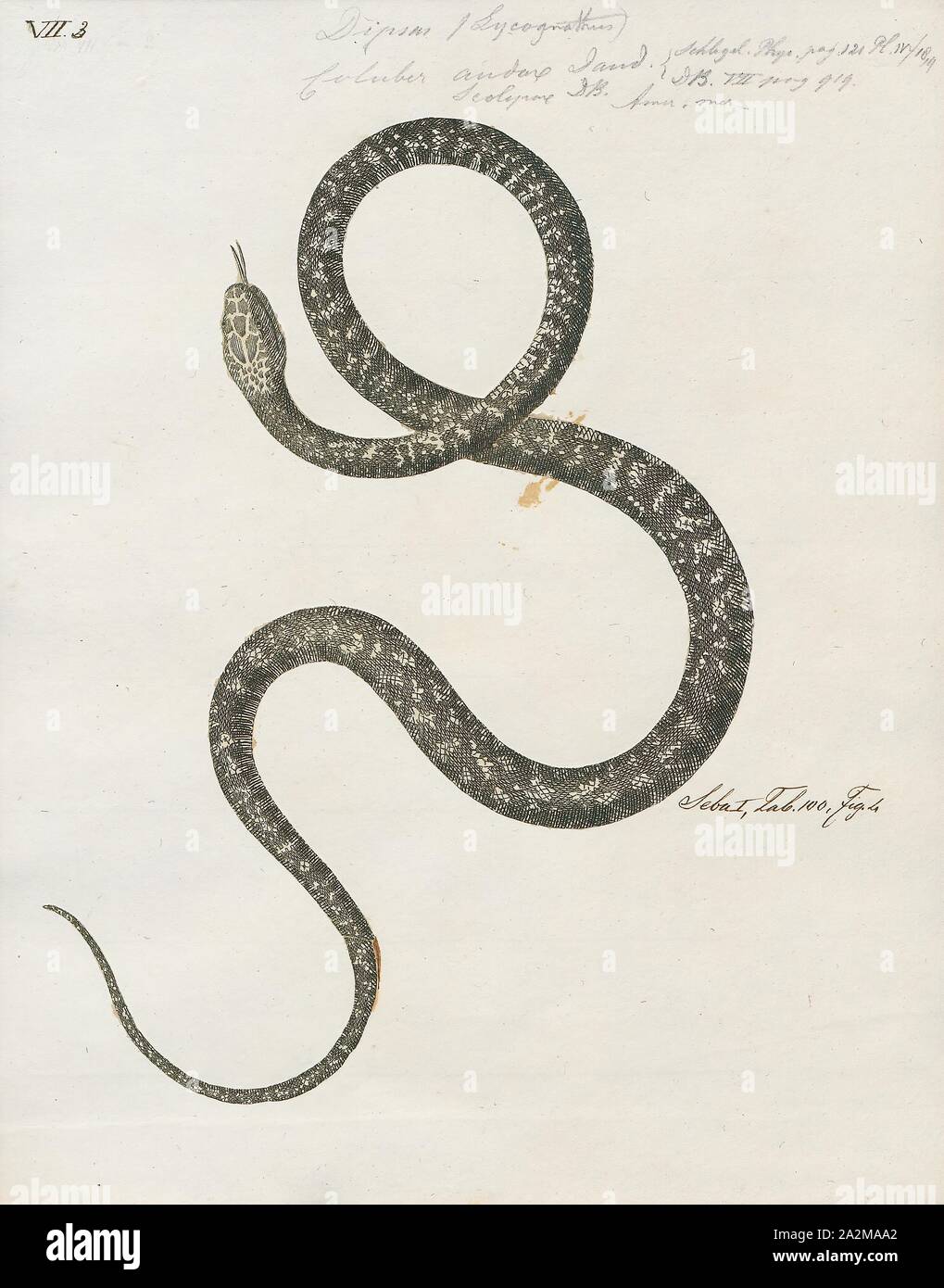 Coluber audax, Print, Eastern racer, The eastern racer (Coluber ...