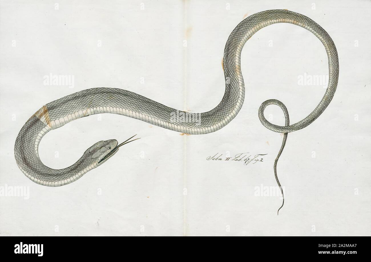 Coluber boddaertii, Print, Eastern racer, The eastern racer (Coluber ...