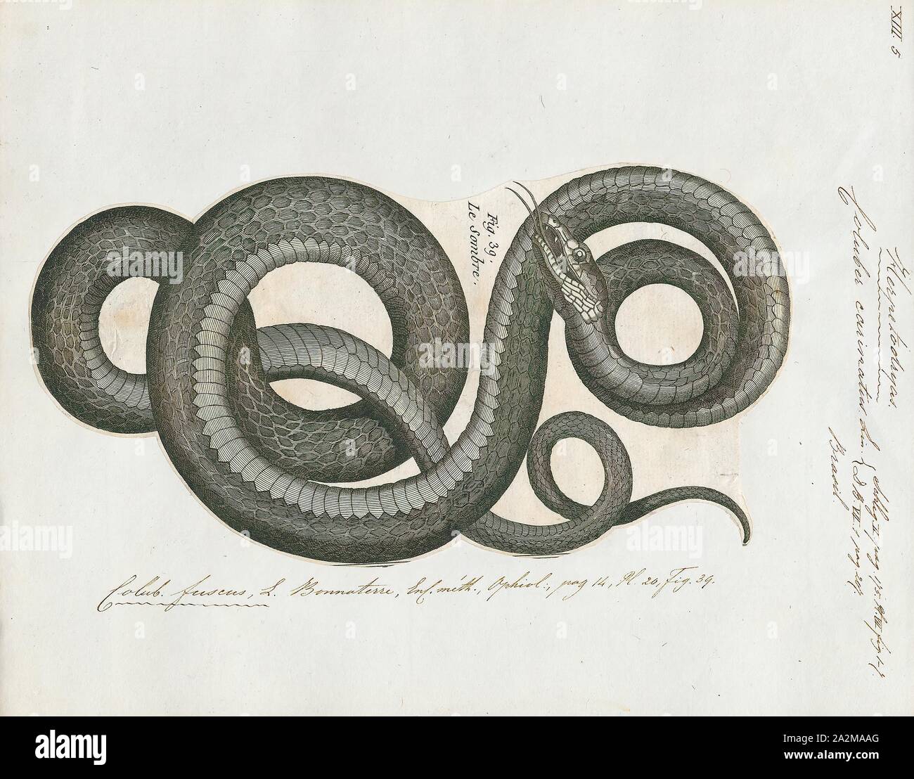 Coluber carinatus, Print, Eastern racer, The eastern racer (Coluber ...