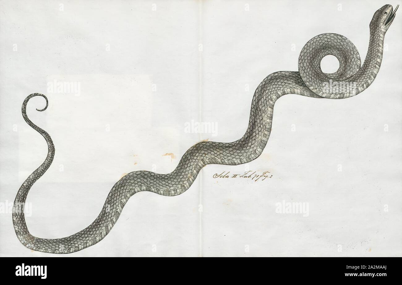 Coluber carinatus, Print, Eastern racer, The eastern racer (Coluber ...