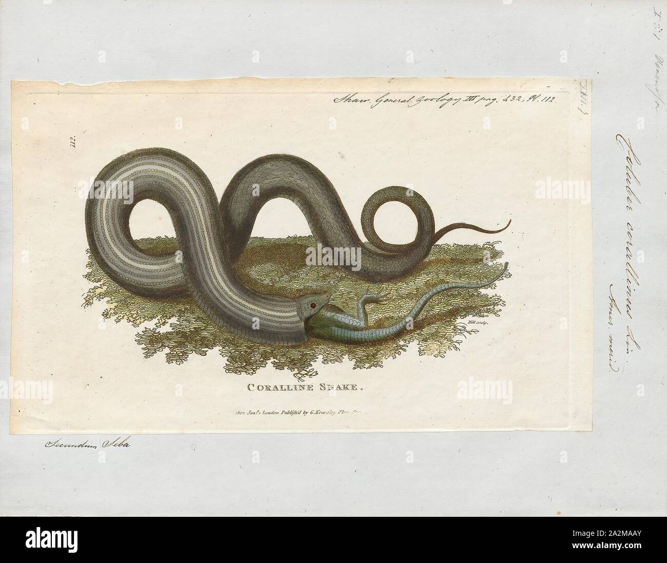 Coluber corallinus, Print, Eastern racer, The eastern racer (Coluber ...