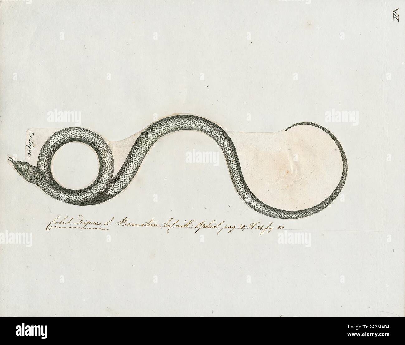 Nominotypical subspecies hi-res stock photography and images - Alamy