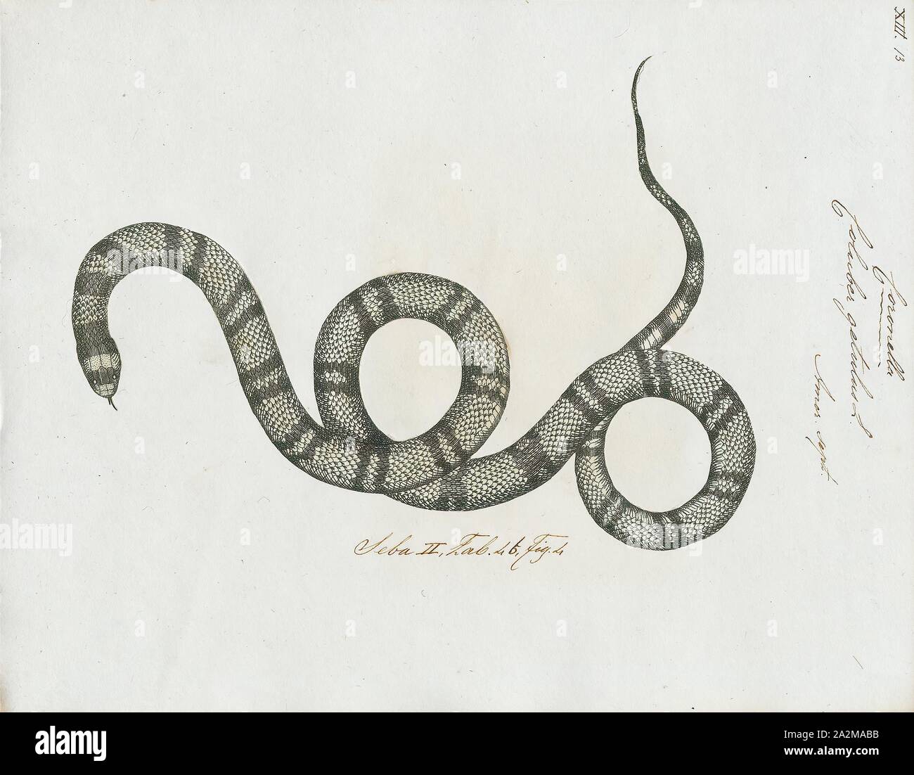 Coluber getulus, Print, Lampropeltis getula, commonly known as the ...