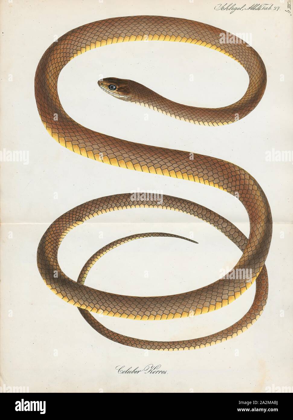 Coluber korros, Print, Eastern racer, The eastern racer (Coluber ...