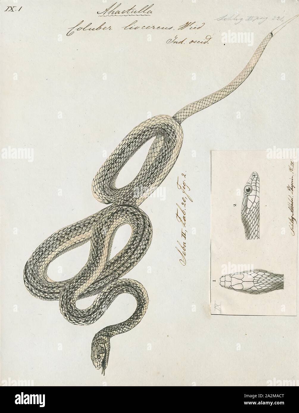 Coluber liocercus, Print, Eastern racer, The eastern racer (Coluber ...