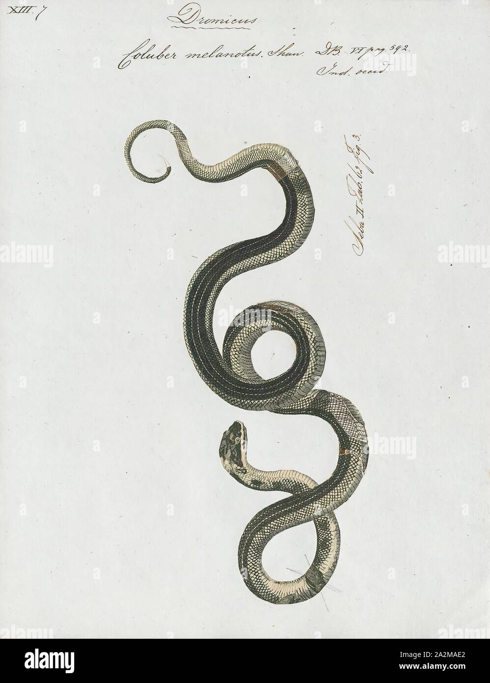 Eastern racer snake hi-res stock photography and images - Alamy