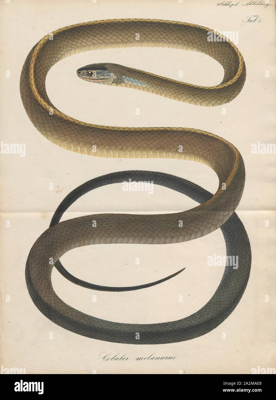 Coluber melanurus, Print, Eastern racer, The eastern racer (Coluber ...