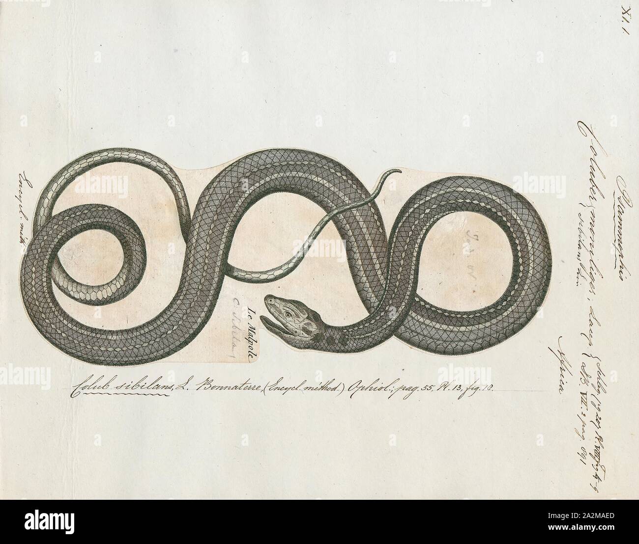 Coluber moniliger, Print, Eastern racer, The eastern racer (Coluber ...
