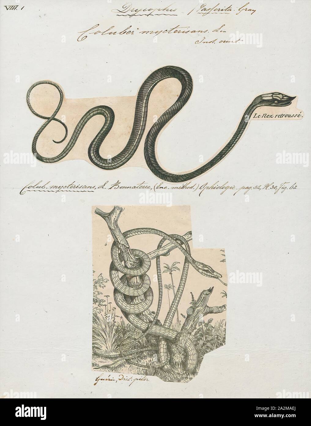 Coluber mycterizans, Print, Eastern racer, The eastern racer (Coluber ...