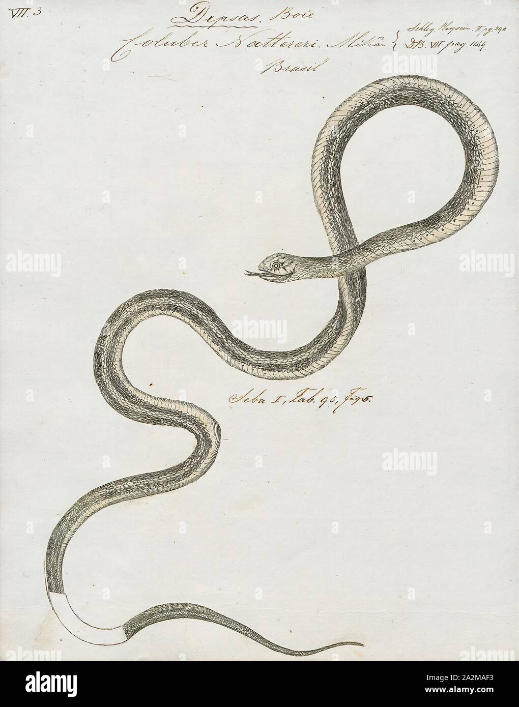 Coluber nattereri, Print, Eastern racer, The eastern racer (Coluber ...