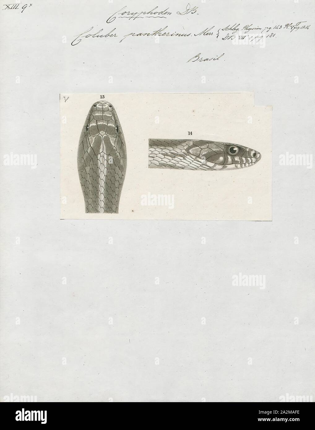 Coluber pantherinus, Print, Eastern racer, The eastern racer (Coluber ...