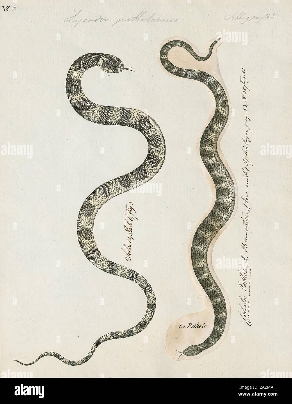 Coluber petholarius, Print, Eastern racer, The eastern racer (Coluber ...