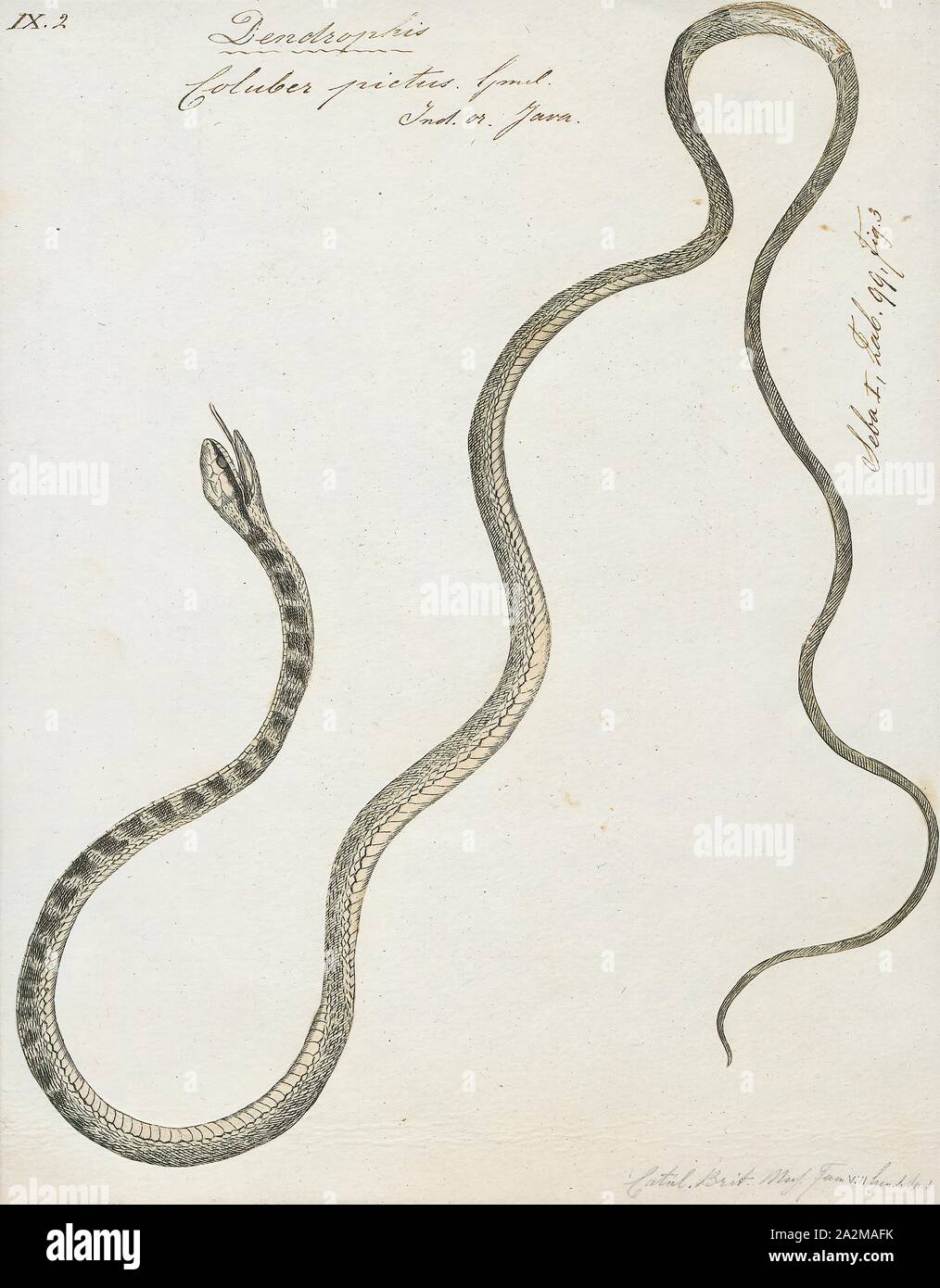 Coluber pictus hi-res stock photography and images - Alamy