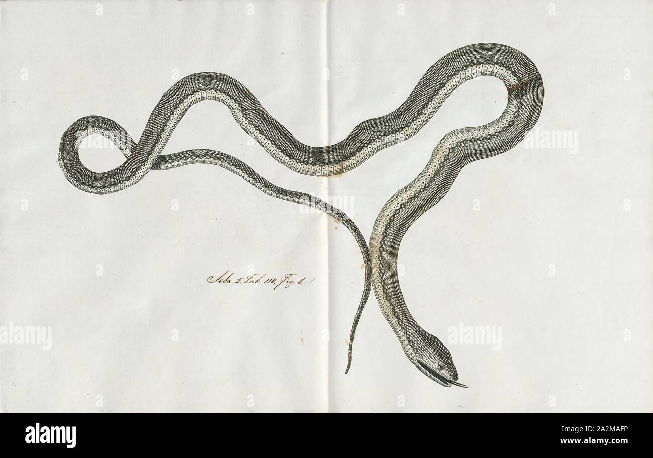 Coluber plicatilis, Print, Eastern racer, The eastern racer (Coluber ...