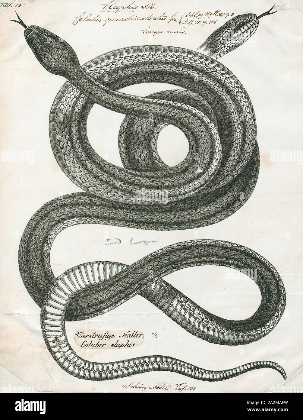 Coluber quadriradiatus, Print, Eastern racer, The eastern racer ...