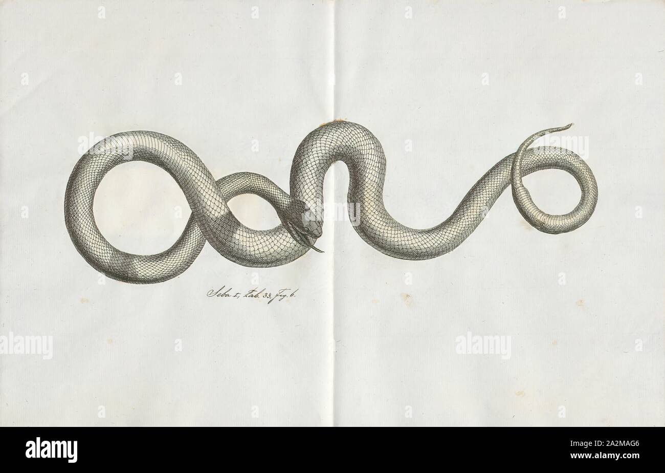 Coluber rufescens hi-res stock photography and images - Alamy