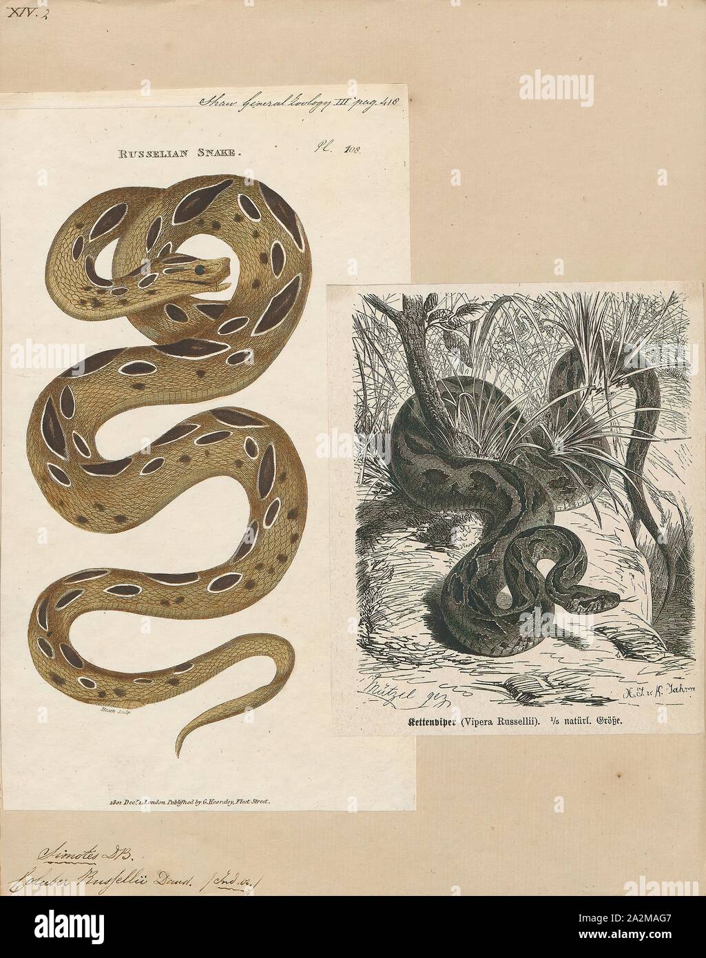 Daboia russelii hi-res stock photography and images - Alamy