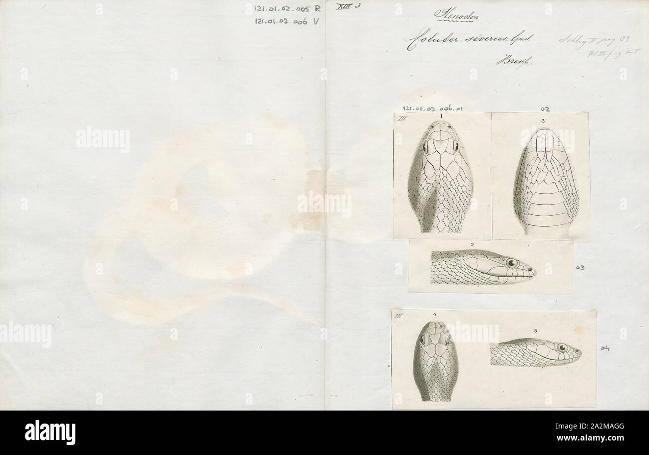 Coluber severus, Print, Eastern racer, The eastern racer (Coluber ...