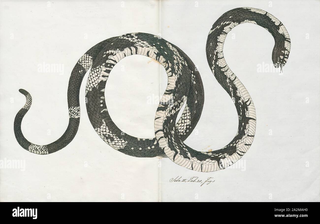 Variable snake hi-res stock photography and images - Alamy