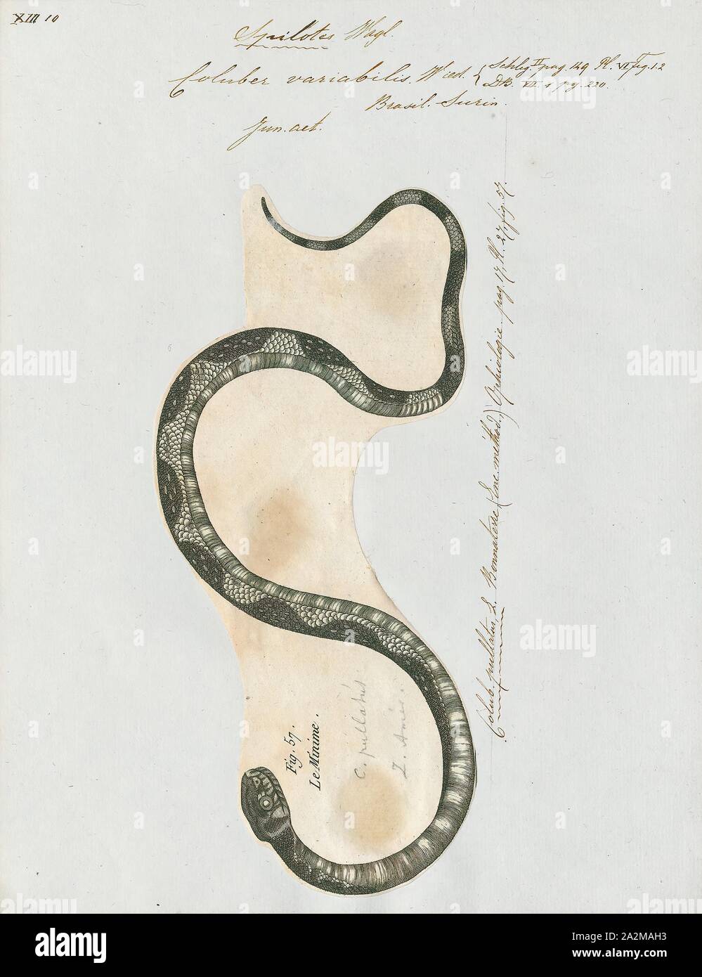 Variable snake hi-res stock photography and images - Alamy