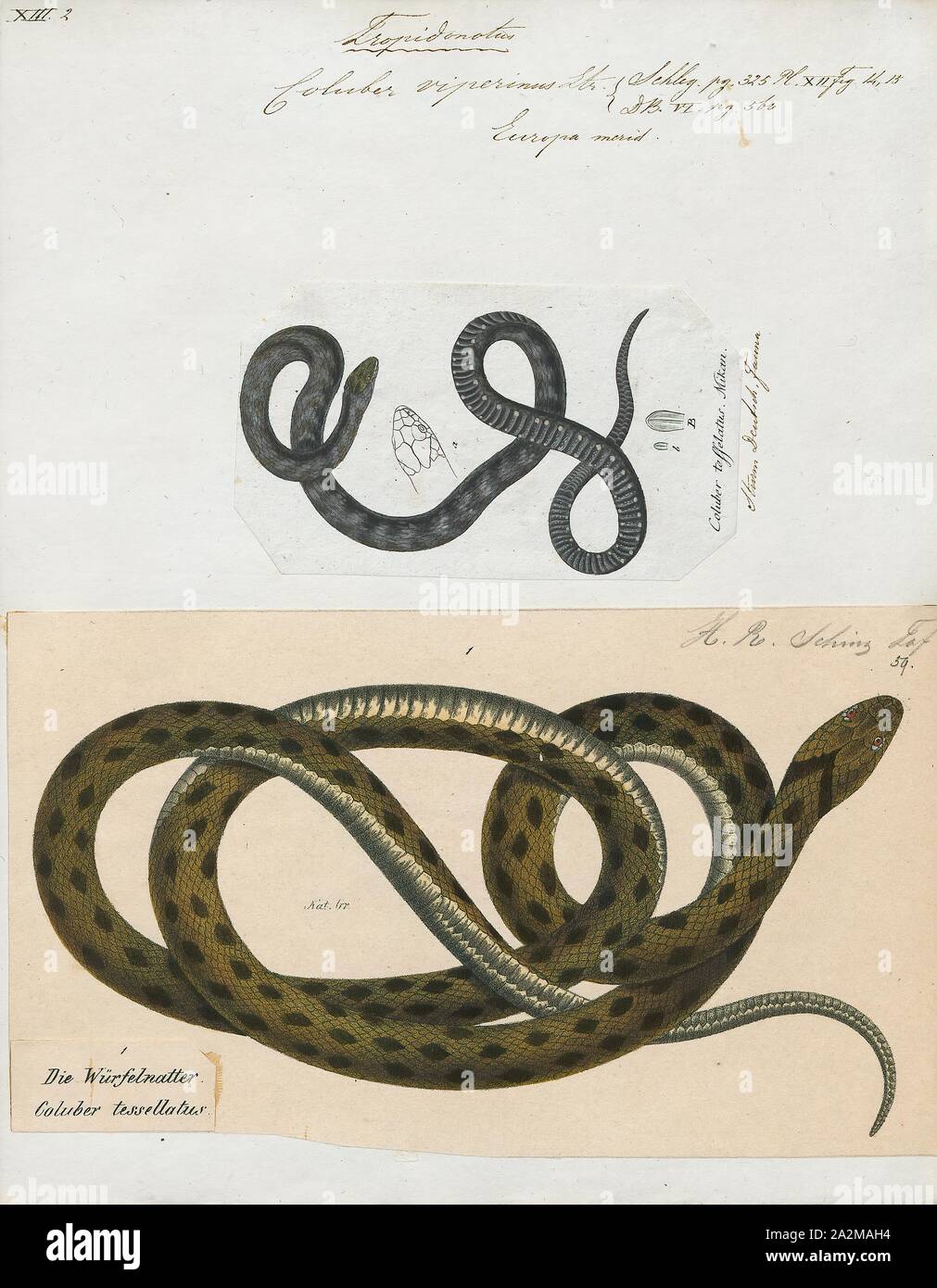 Coluber viperinus, Print, Eastern racer, The eastern racer (Coluber ...