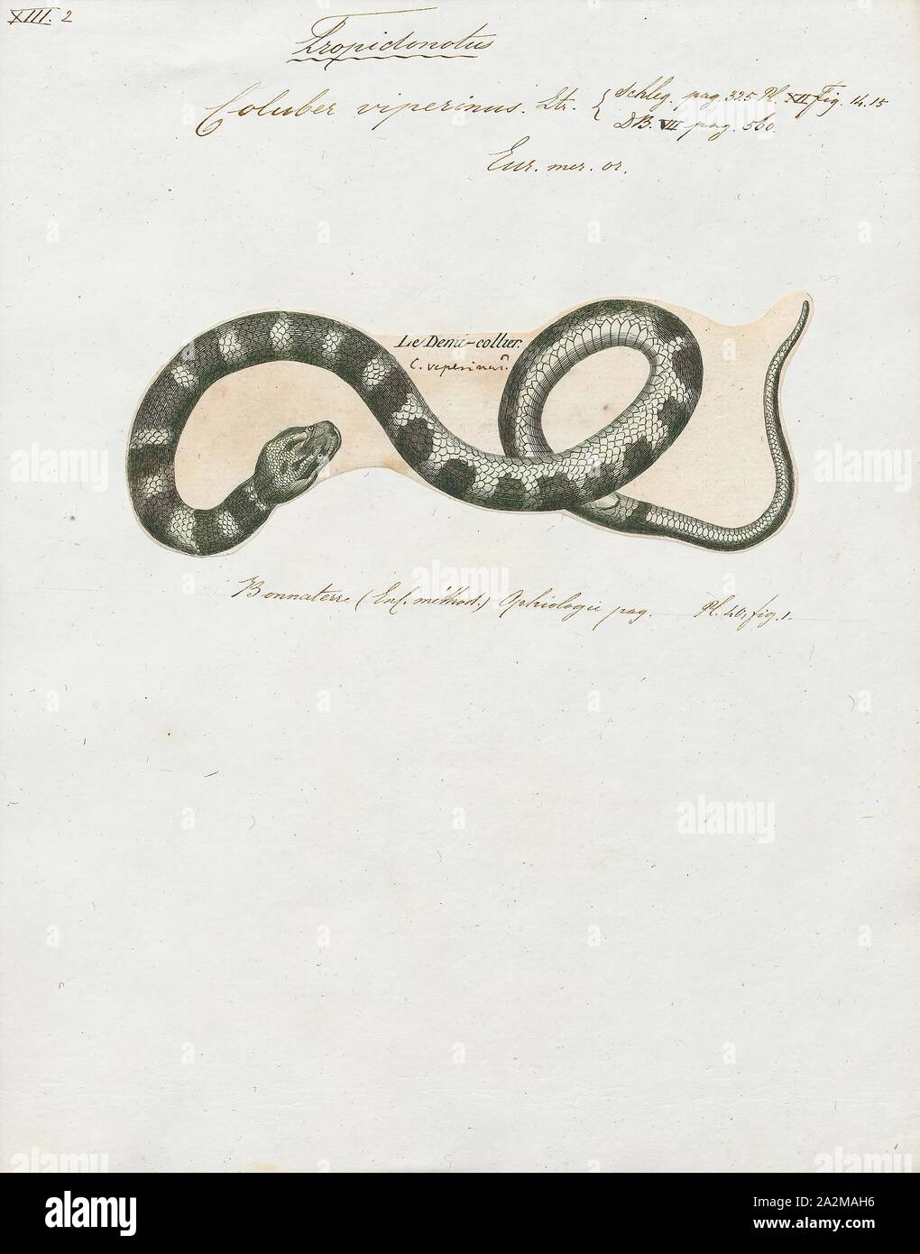 Coluber viperinus, Print, Eastern racer, The eastern racer (Coluber ...