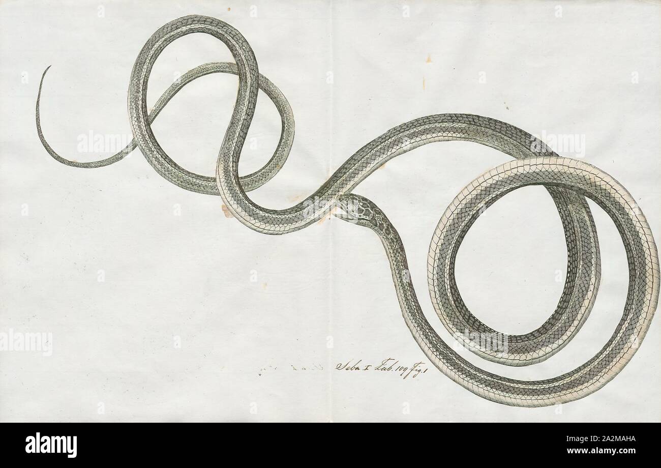 Coluber vittatus, Print, Eastern racer, The eastern racer (Coluber ...