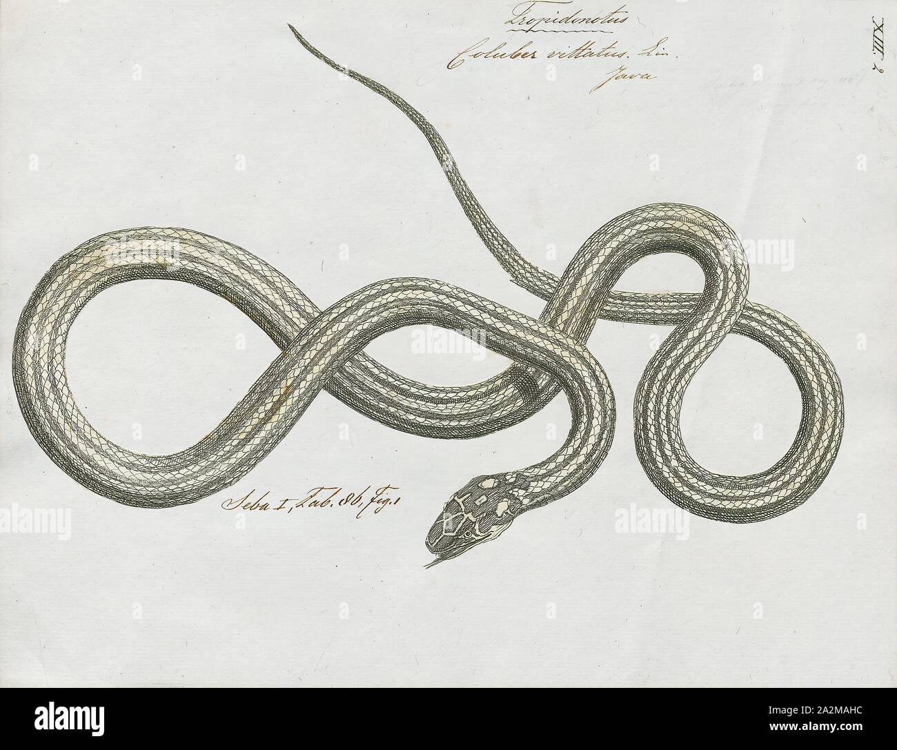 Coluber vittatus, Print, Eastern racer, The eastern racer (Coluber ...