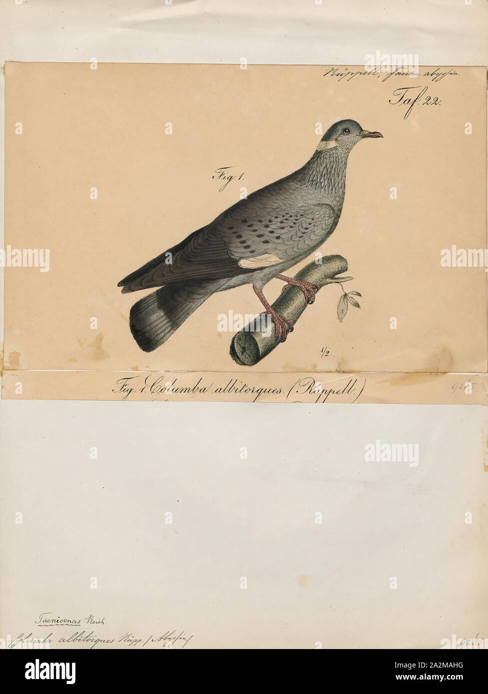 Columbidae species hi-res stock photography and images - Alamy