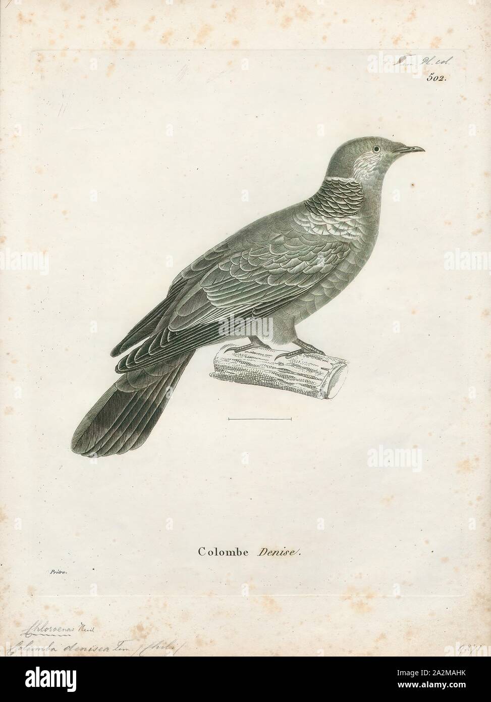 Columba denisea hi-res stock photography and images - Alamy