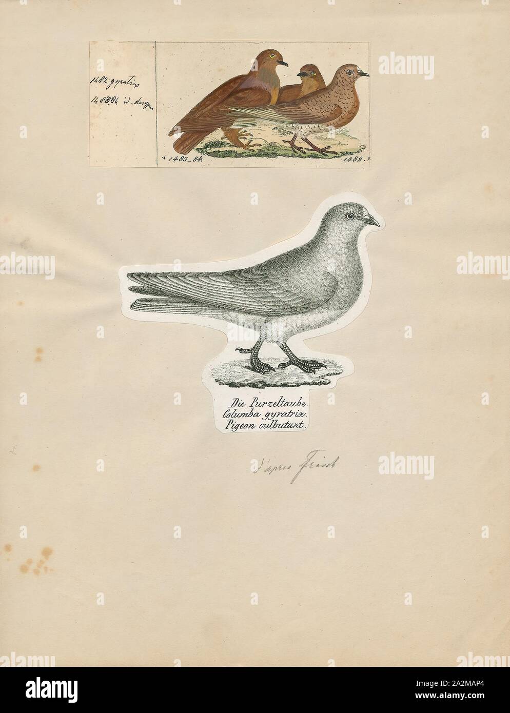 Columba livia, Print, The rock dove, rock pigeon, or common pigeon is a ...