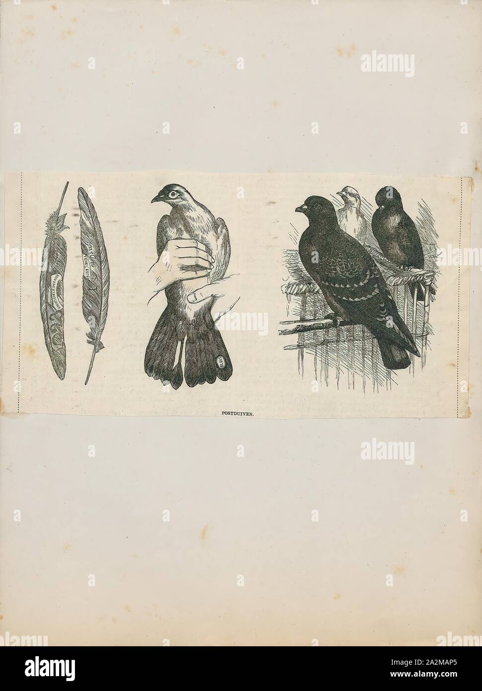 Columba livia, Print, The rock dove, rock pigeon, or common pigeon is a ...