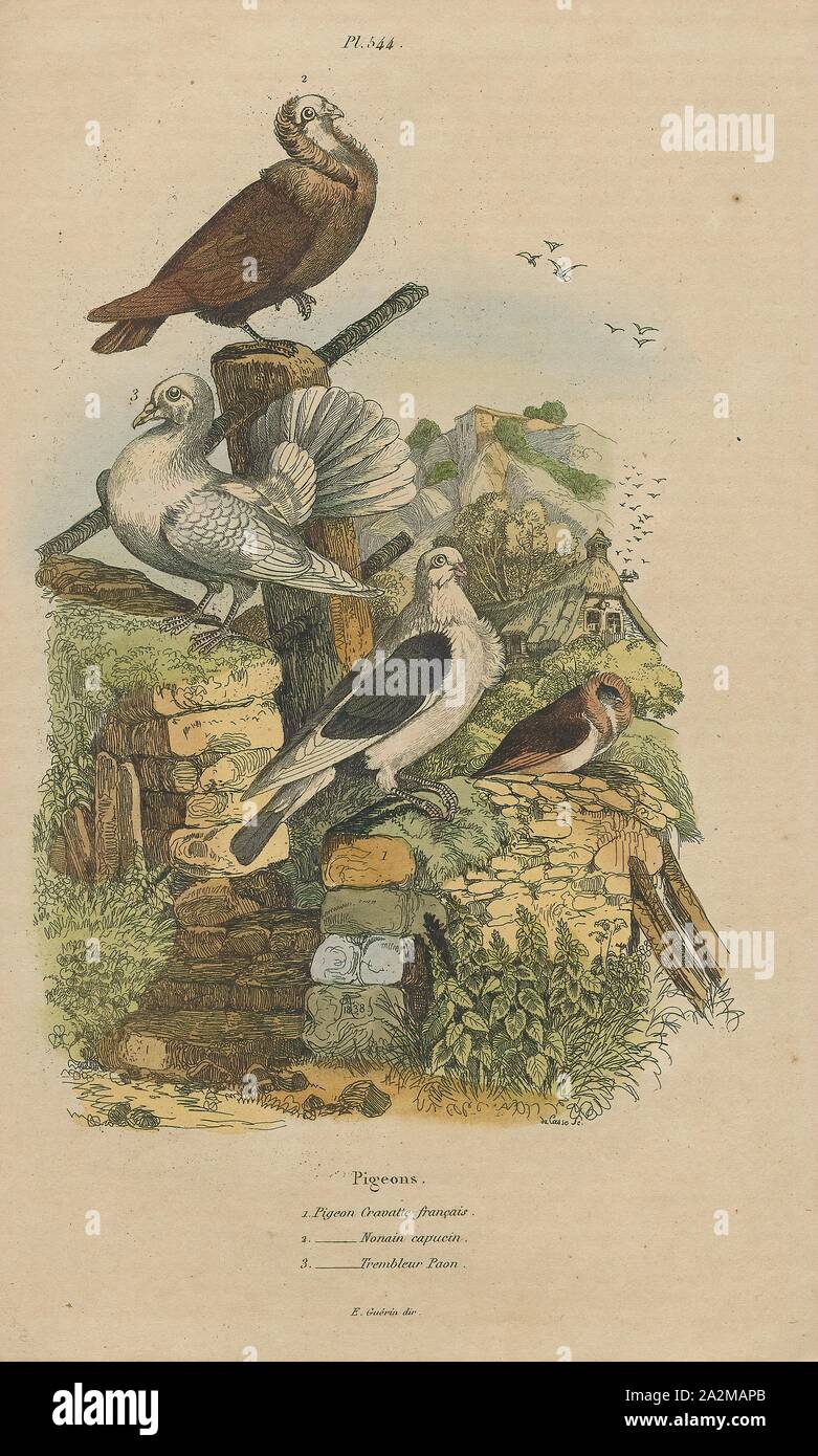 Columba livia, Print, The rock dove, rock pigeon, or common pigeon is a ...