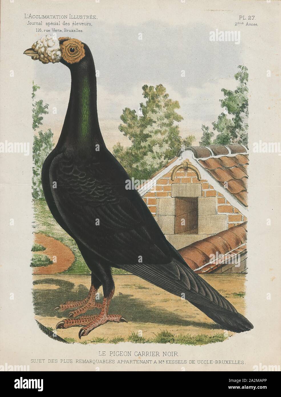 Columba livia, Print, The rock dove, rock pigeon, or common pigeon is a ...