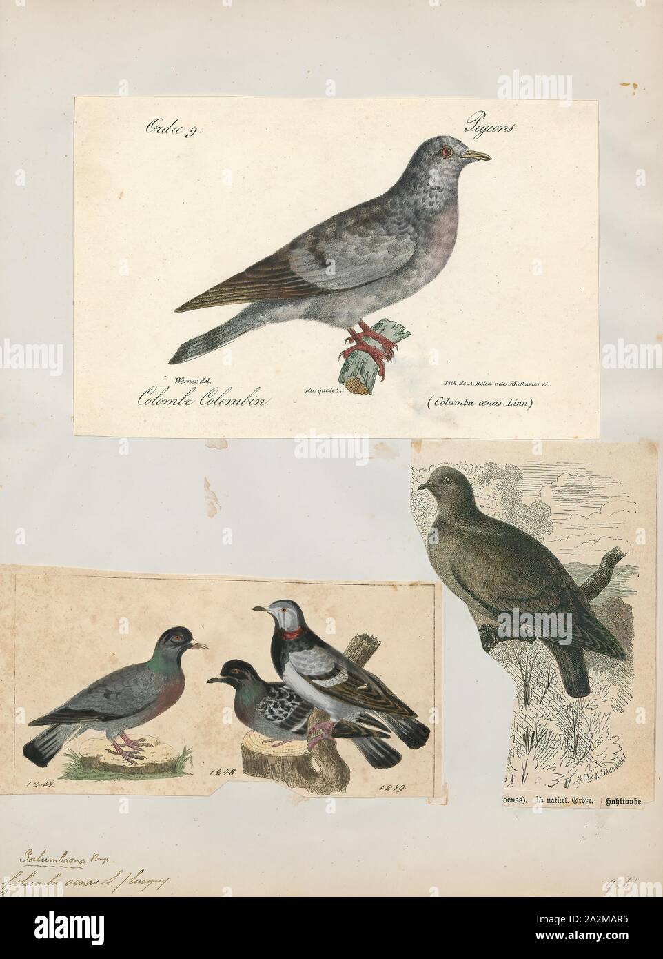 Columba oenas, Print, The stock dove (Columba oenas) is a species of ...