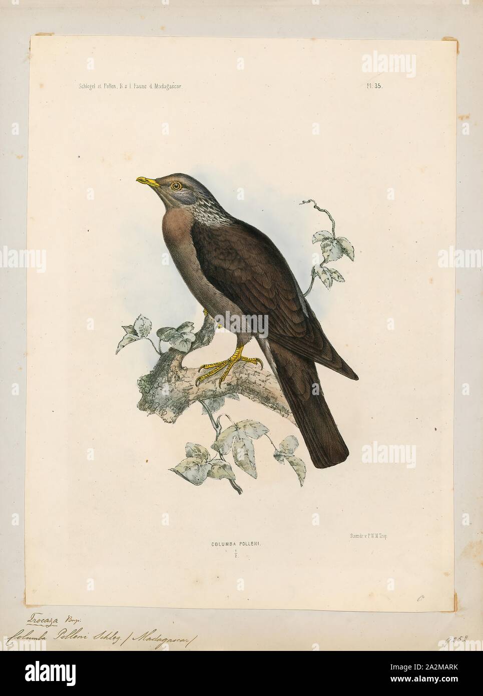 Columba polleni hi-res stock photography and images - Alamy